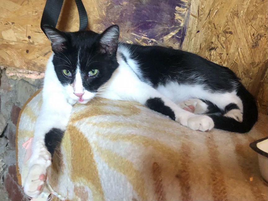 Колян - у этого кота будто не мордочка, а лицо