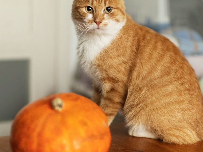 Рыжий добрый кот