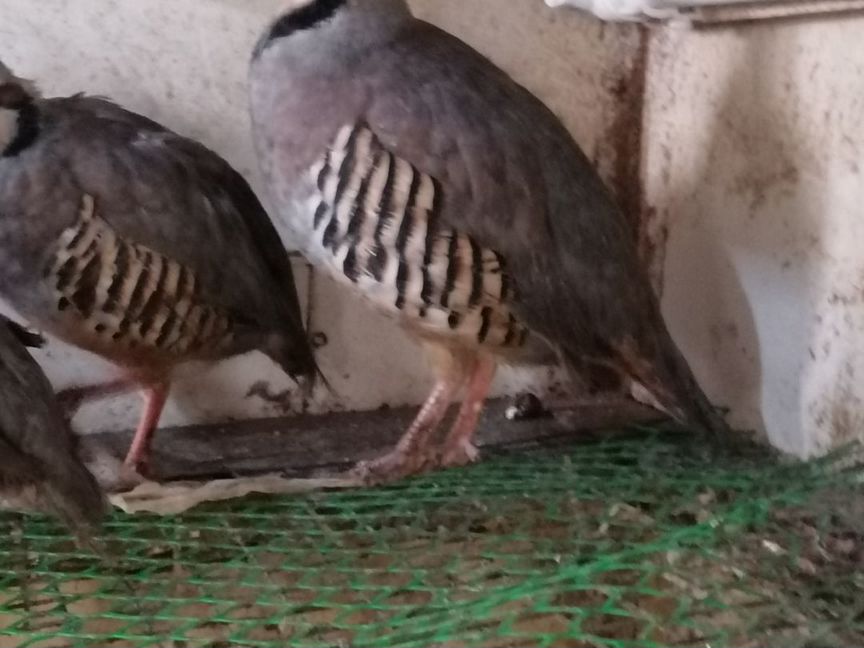 Семья кекликов