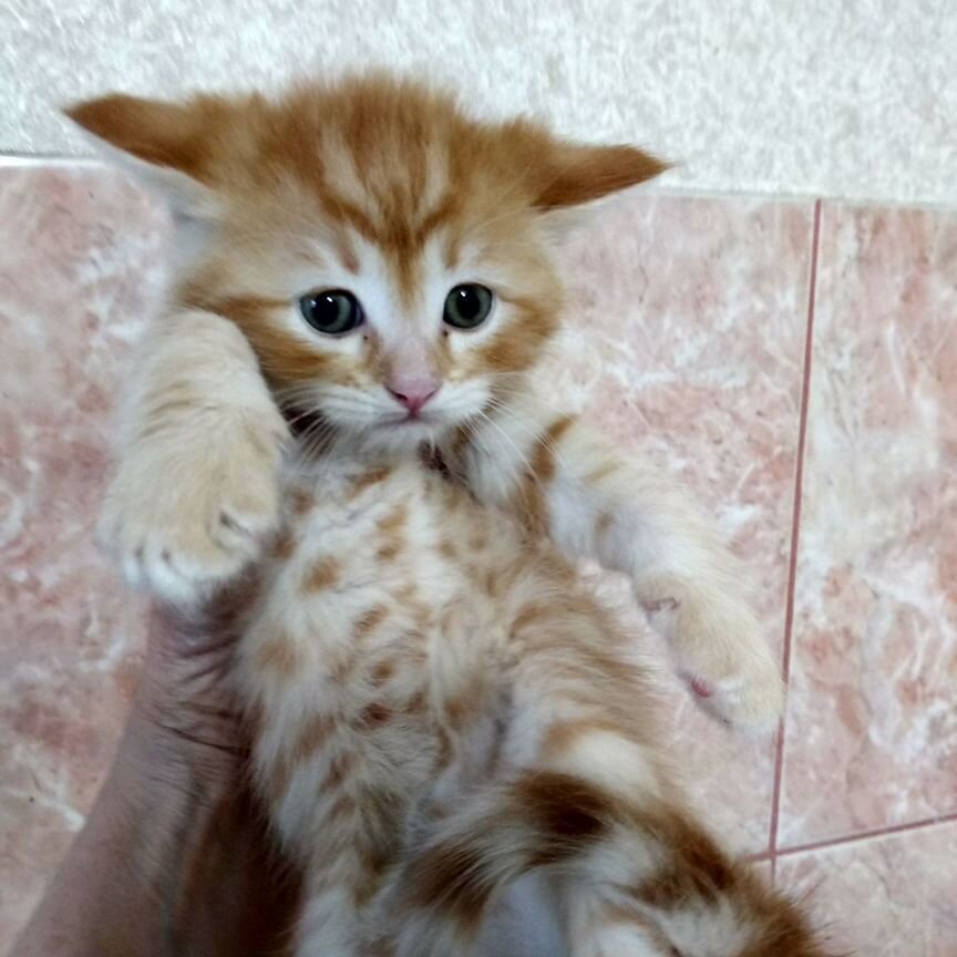 Котенок.Рыжий мальчик.1 месяц 10 дн
