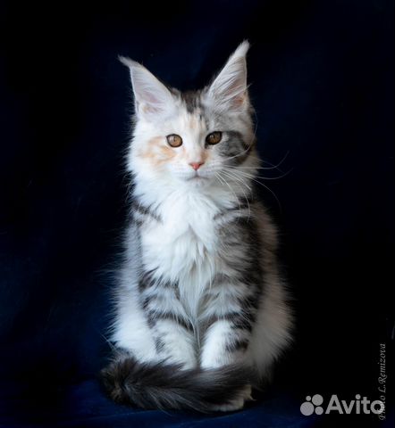 Просто красавица - MCO fs 09 22