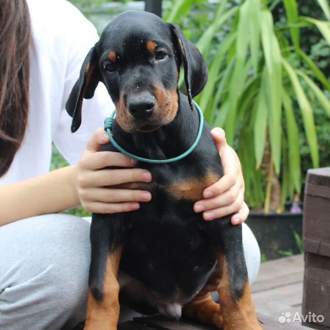 Классные щенки добермана