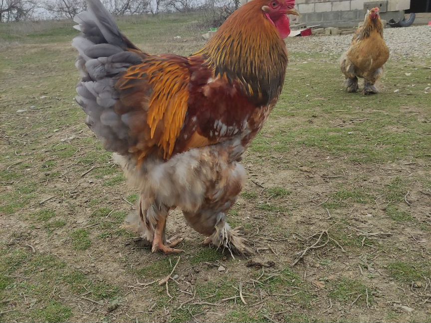 Куры и петухи брама