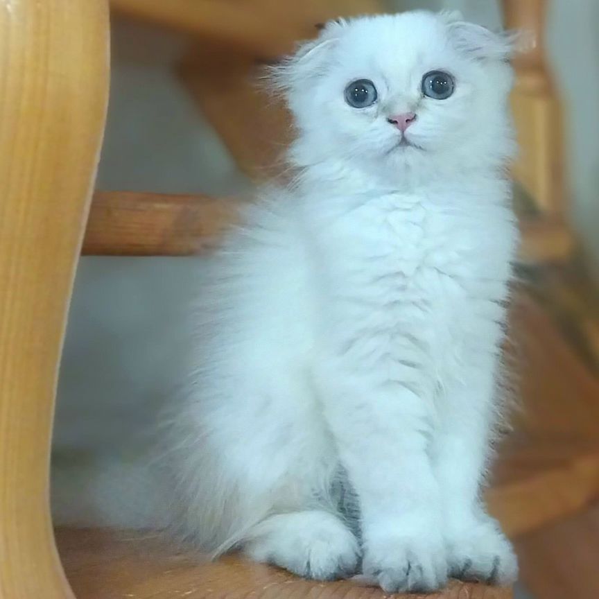 Шотландский котик золотая шиншилла поинт