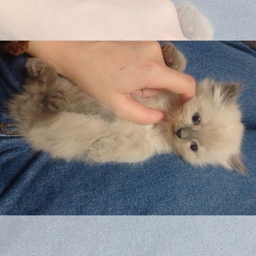 Сиамский котёнок