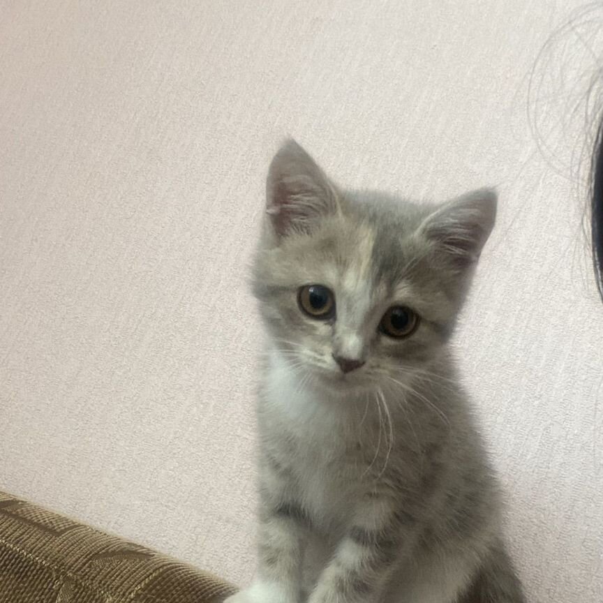Отдам котенка мальчика