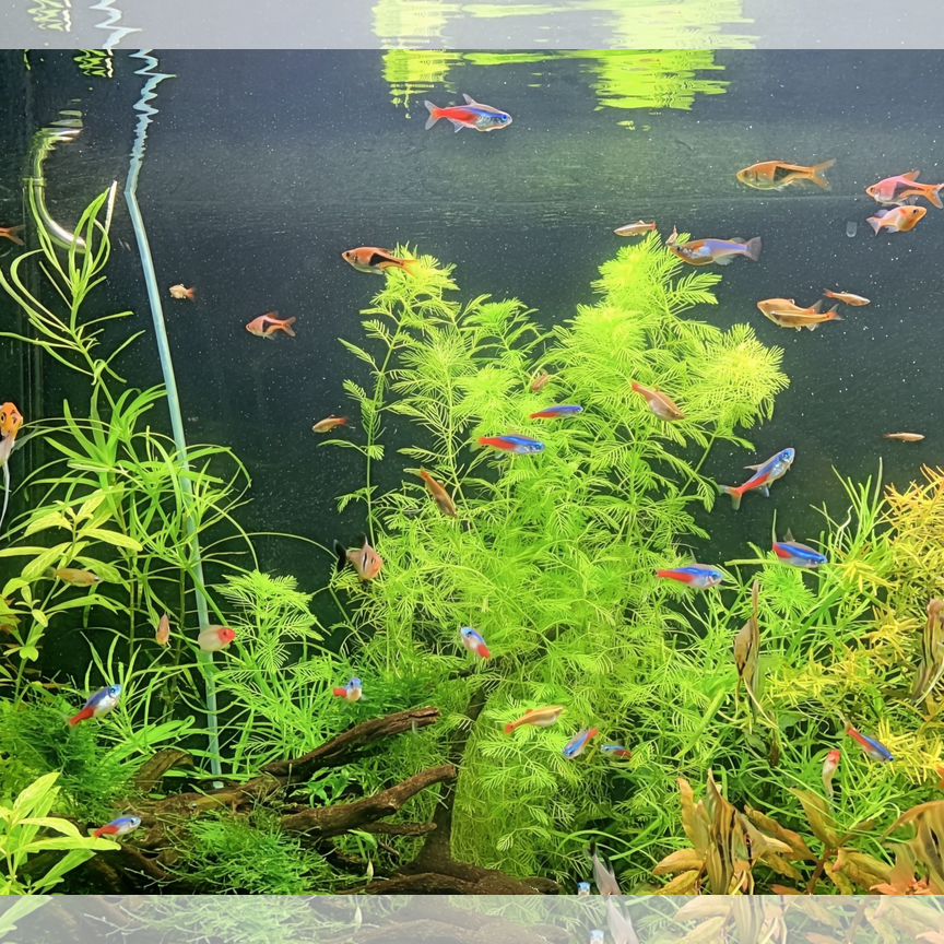 Аквариумные растения