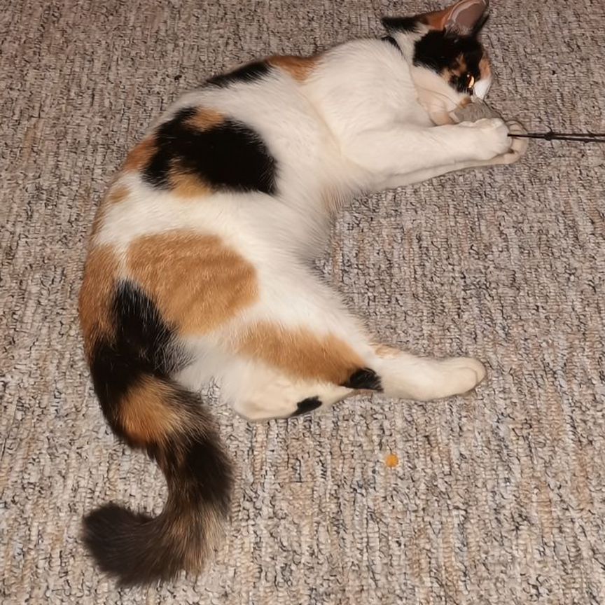 Взрослая, кошка в добрые руки