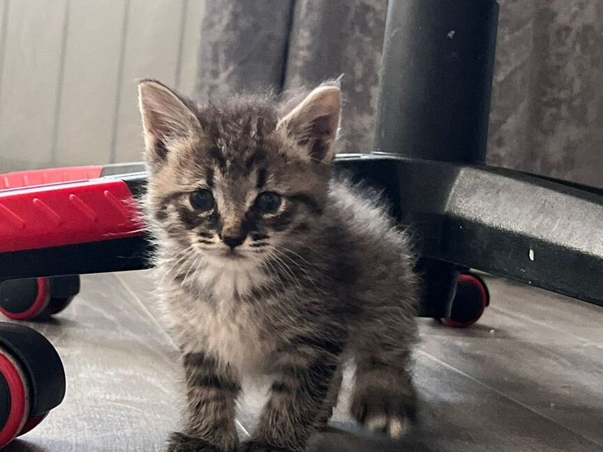 Котенок