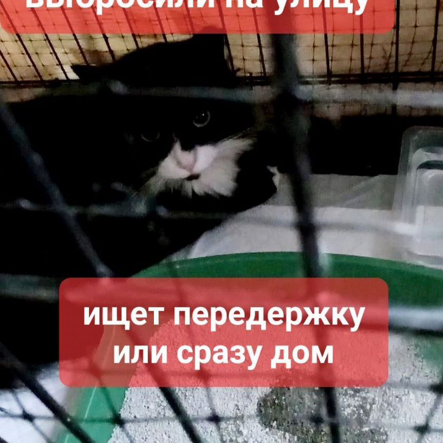 Сибирский, взрослый кот