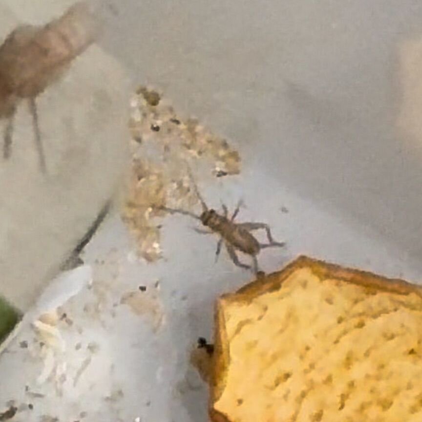 Сверчки маленькие живые на корм