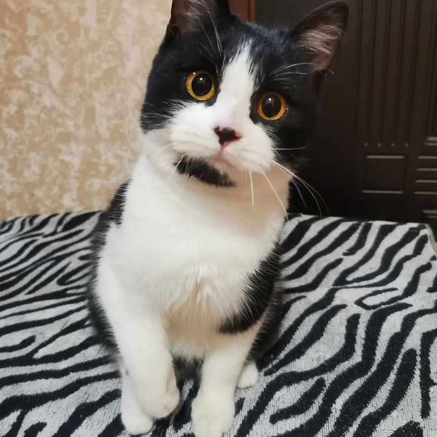 Котик Чарли 6 месяцев, в дар