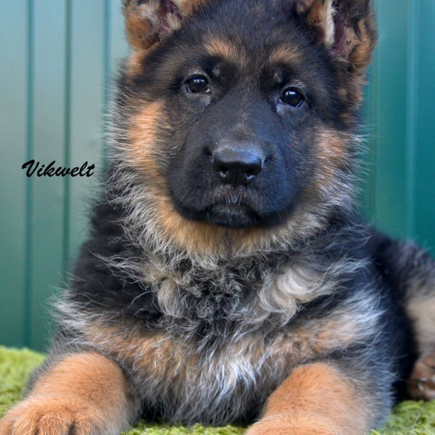 Щенки немецкой овчарки с документами РКФ