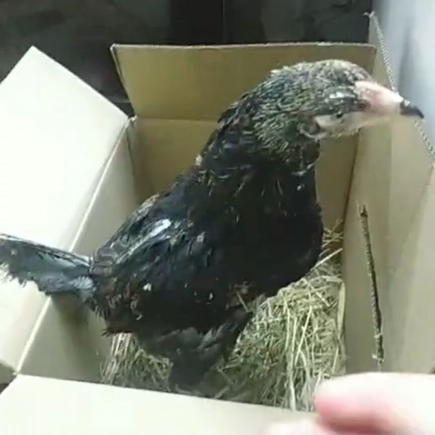 Молодой петушок