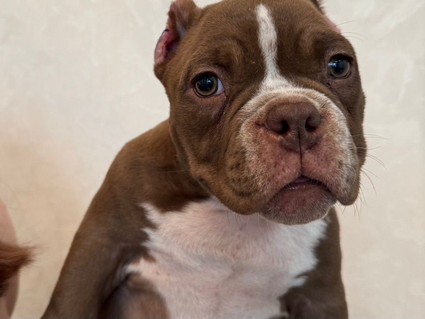 Девочка шоколадочка Американский Булли Микро