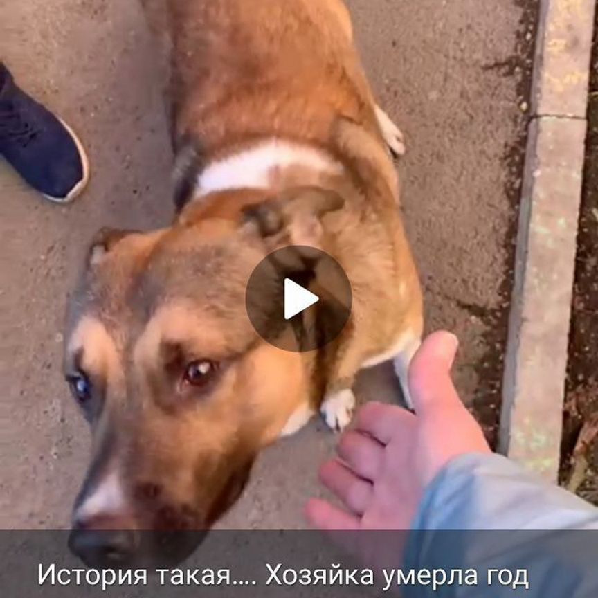 Домашняя брошенная собака ищет дом