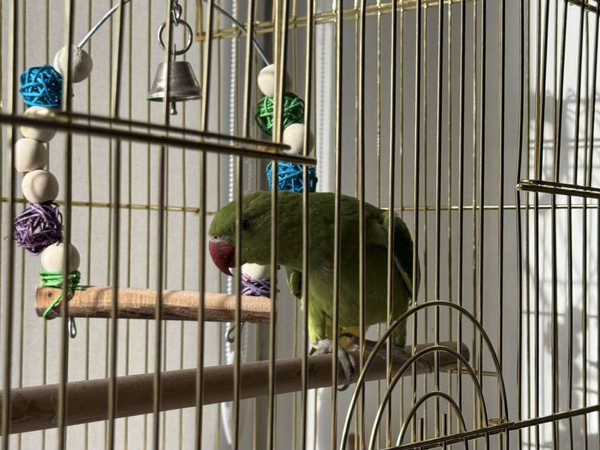 Ожереловый попугай птенец с клеткой