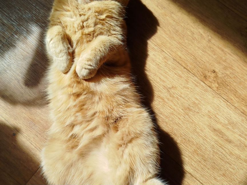 Отдам Вислоухую Шатланку