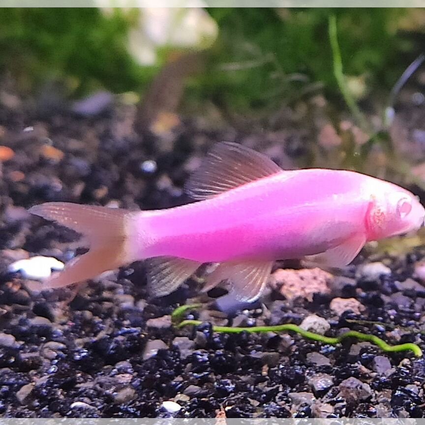 Лабео glofish