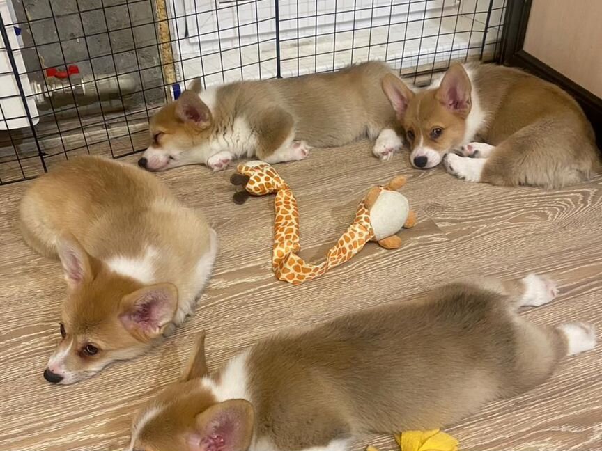 Вельш-корги пемброк