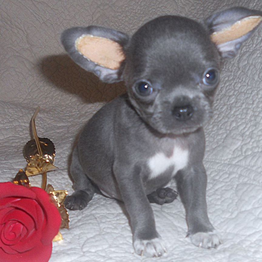 Чихуахуа, щенок