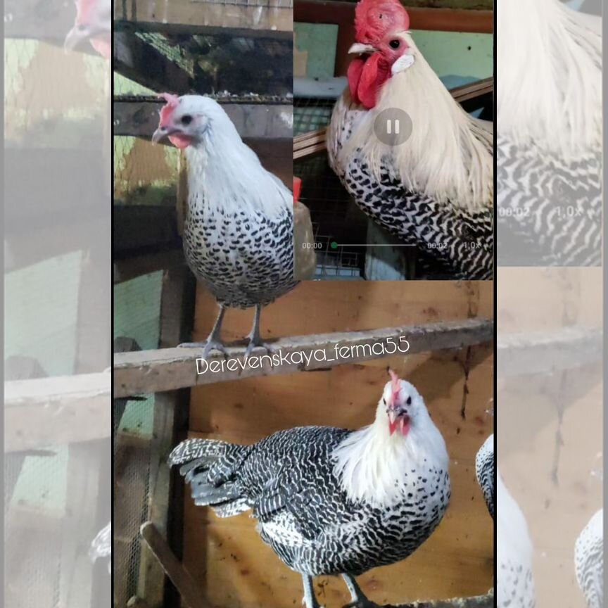 Инкубационное яйцо породных Кур