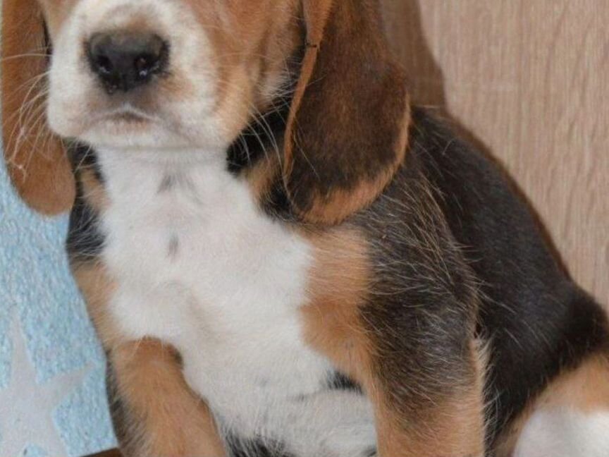 Щенки бигль