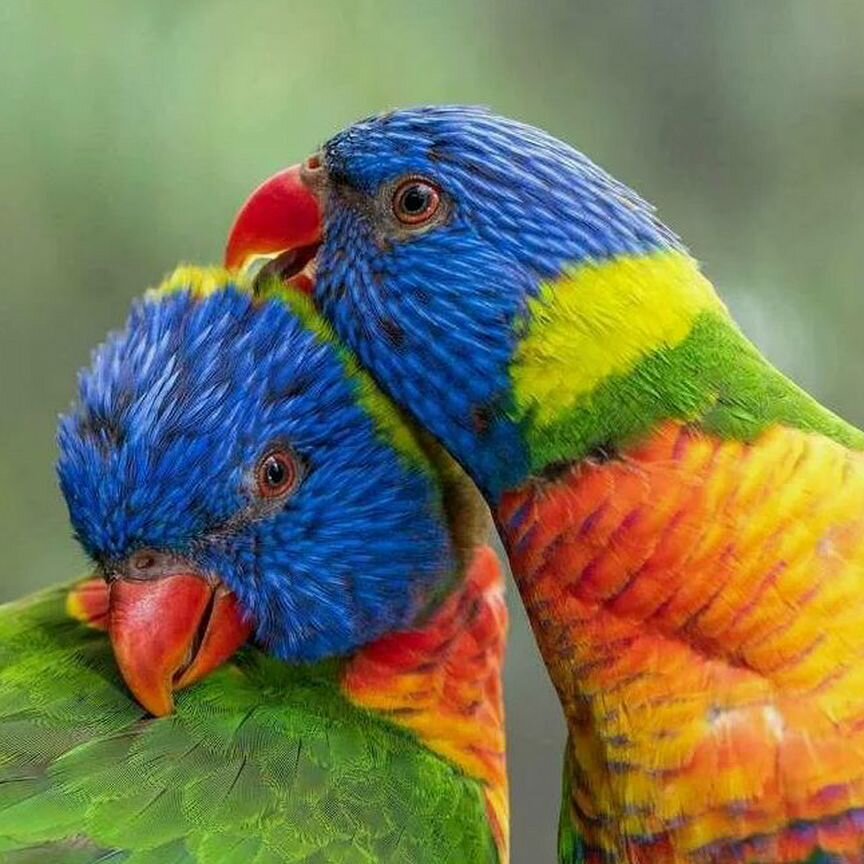 Попугай Многоцветный Лорикет