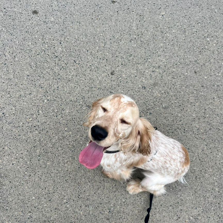 Продаю собаку