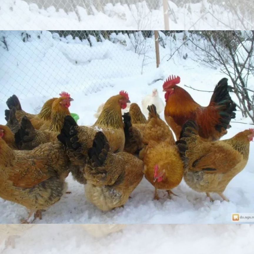 Куры кучинские юбилейные