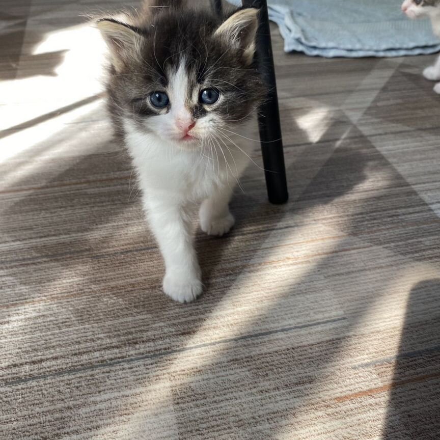 Котята в добрые руки бесплатно