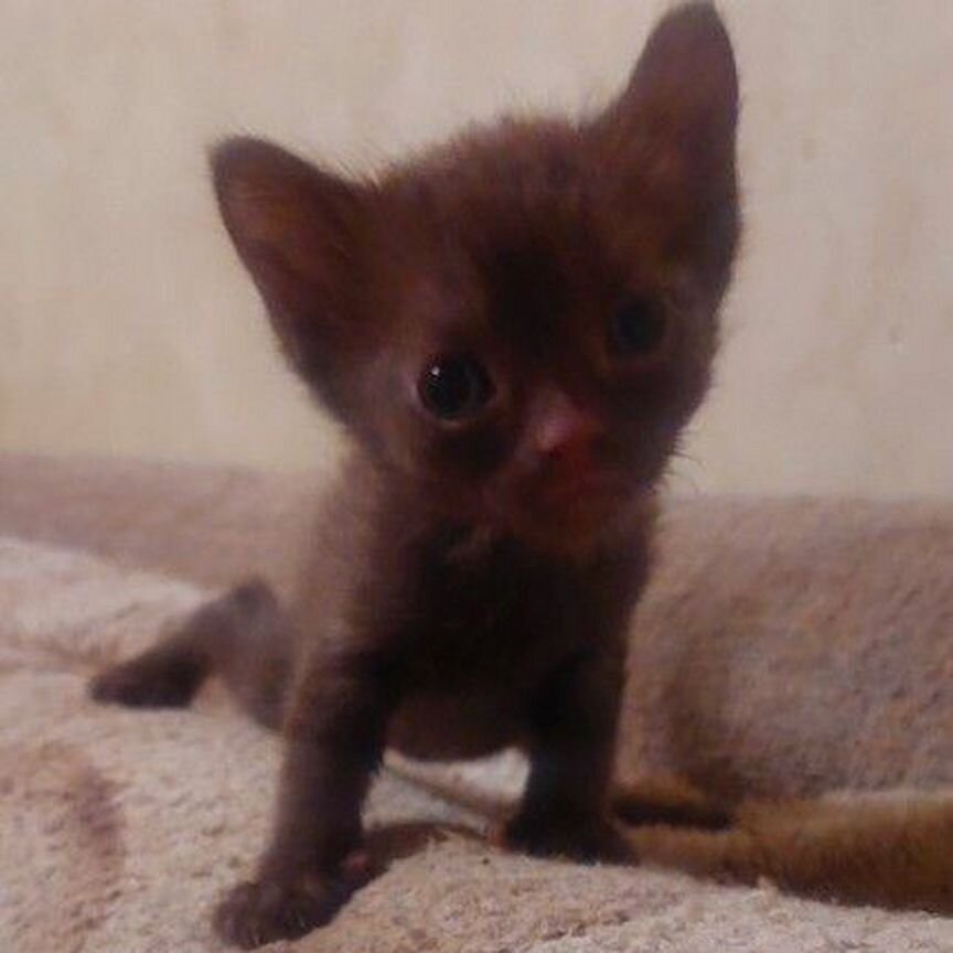 Котята бурманские