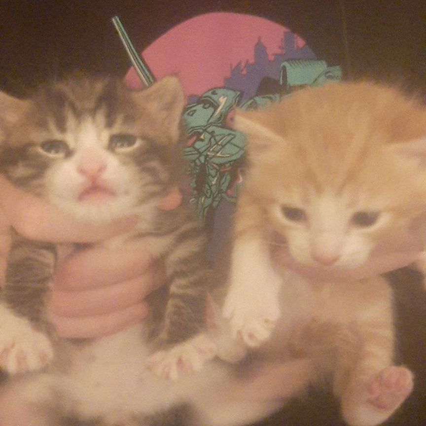 Котята в добрые руки бесплатно девочки