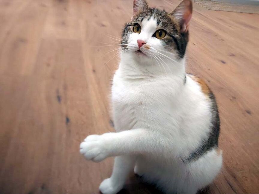 Кошка Крошка, 1 год, в дар