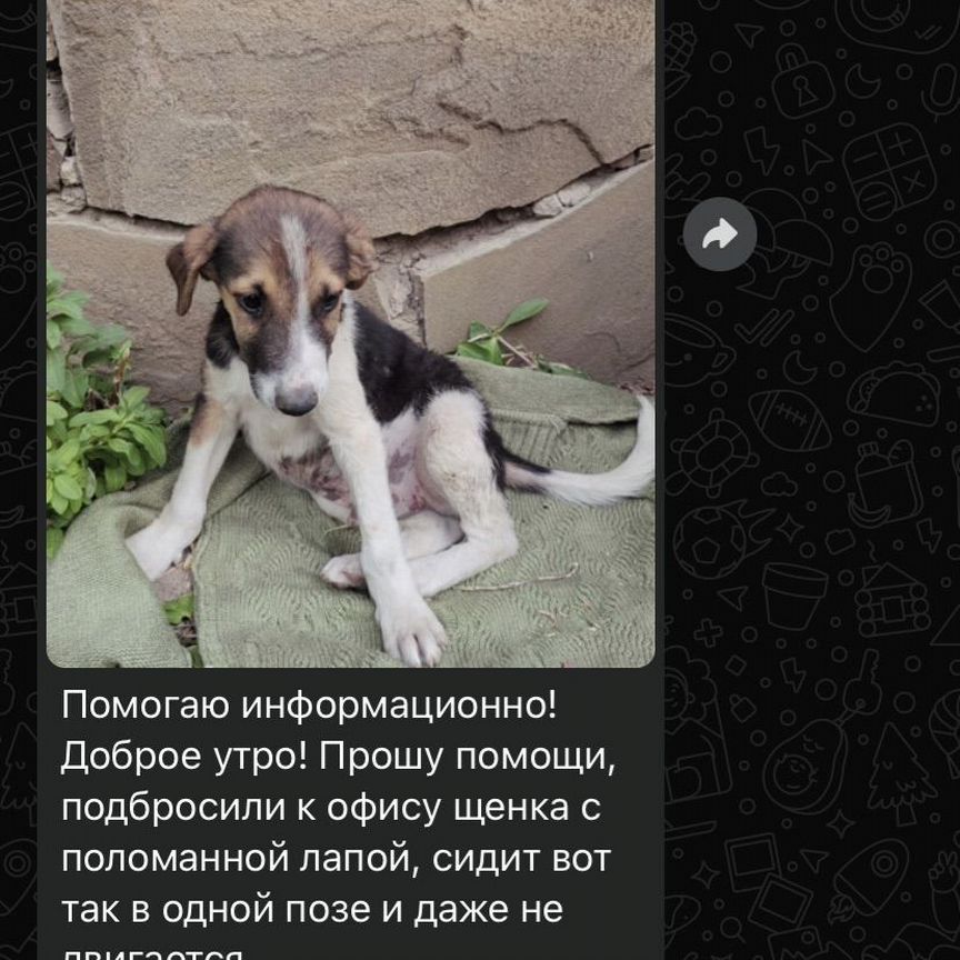 Собака в добрые руки щенок