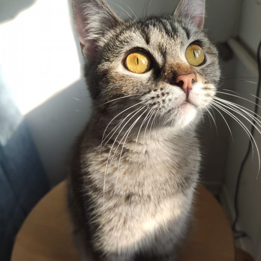 Кошка для ценителей тактильности