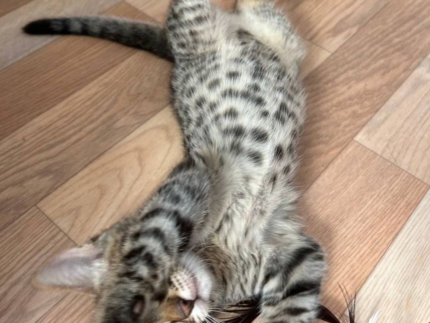 Котята саванна ф5