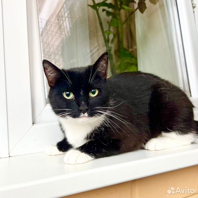 В дар кошечка Нина Риччи - нежность и ласка