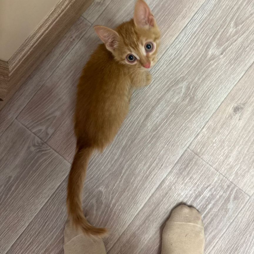 Европейский короткошёрстный котёнок