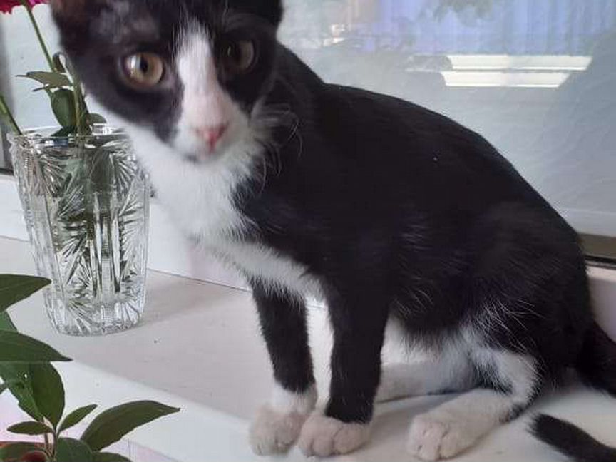 Котёнок Микки