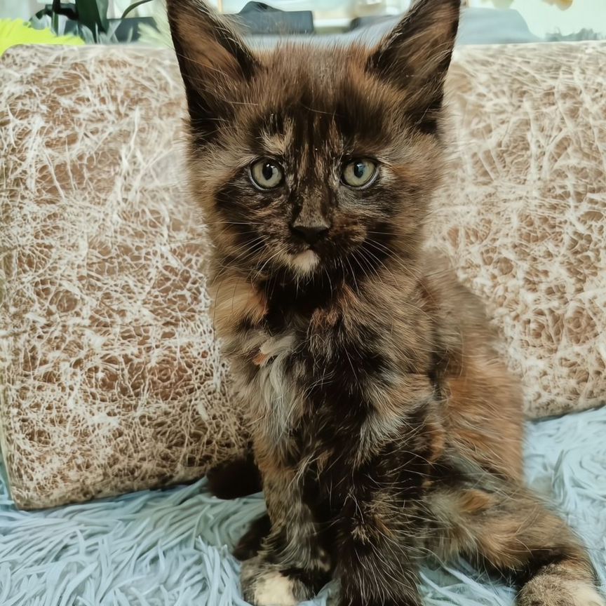 Мейн-кун котёнок