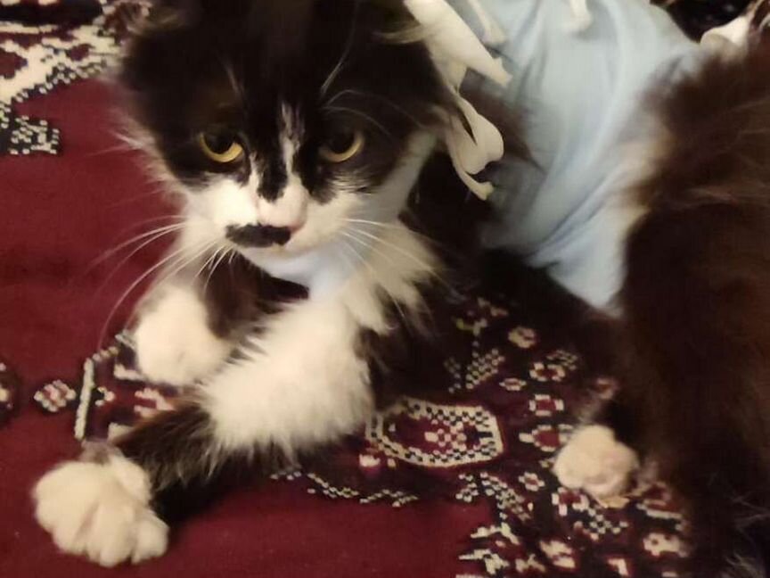 Кошка в дар бесплатно