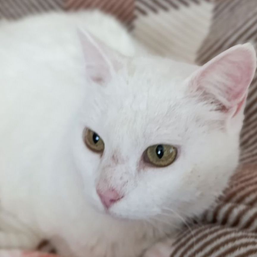 Мега ласковая кошечка в добрые руки