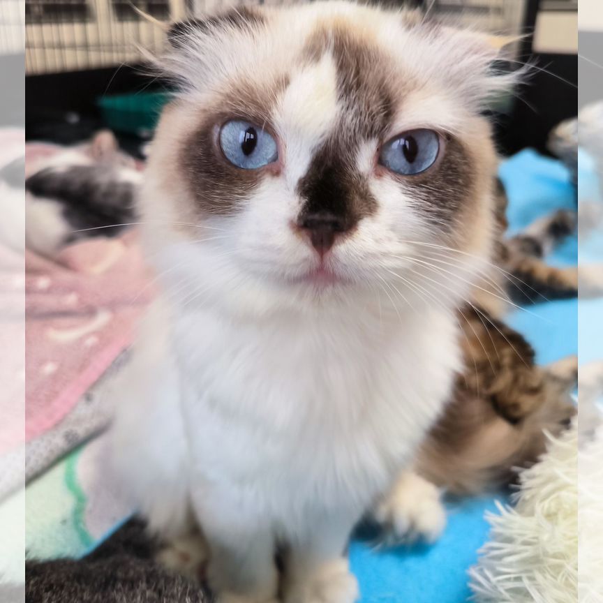 Шотландская вислоухая, 3 года ищет семью