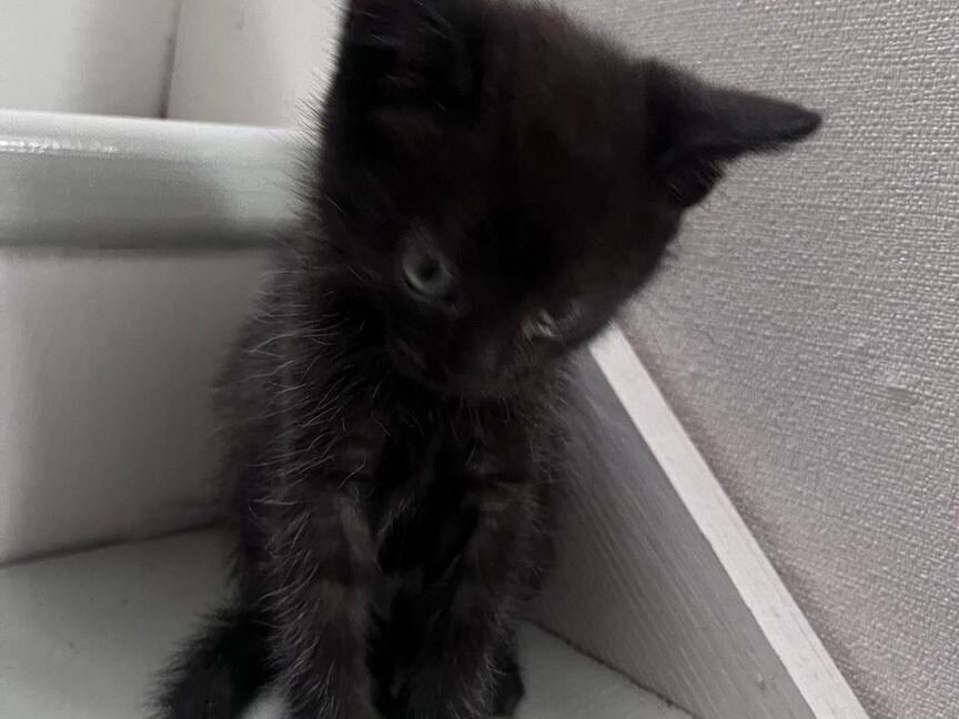Котенок в добрые руки