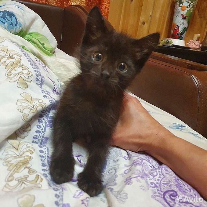 Котёнку некуда пойти