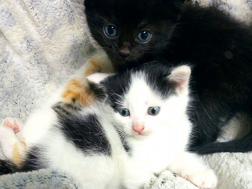 Котята в хорошие руки