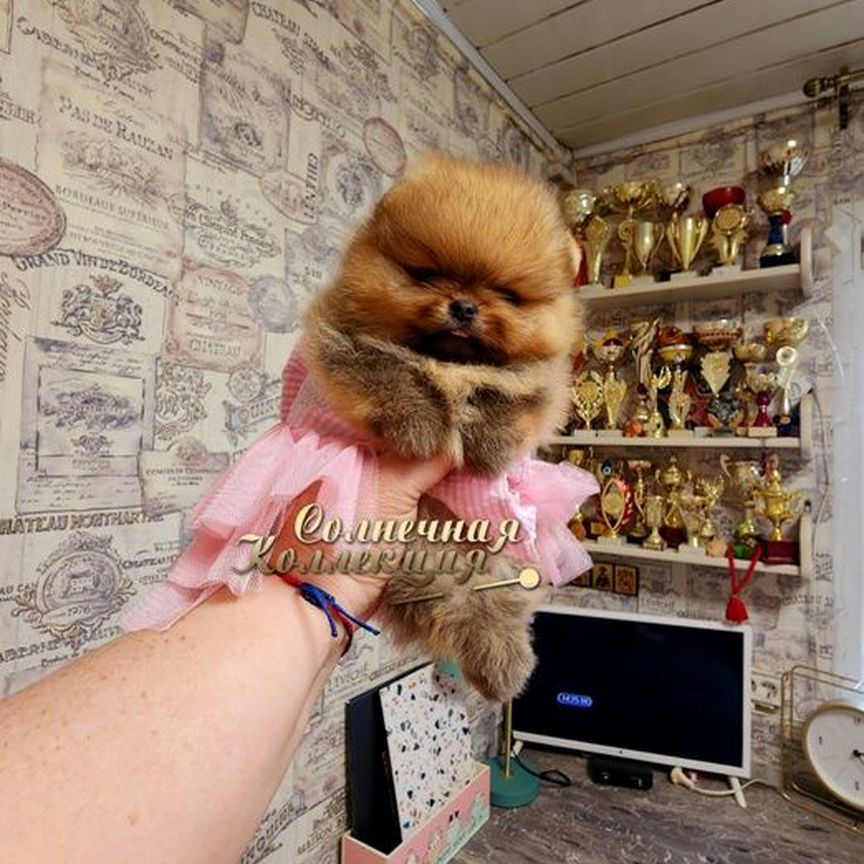 Шпиц померанский мини девочка медвежонок РКФ