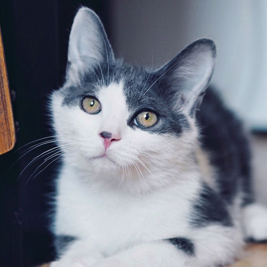 Чудесный котенок