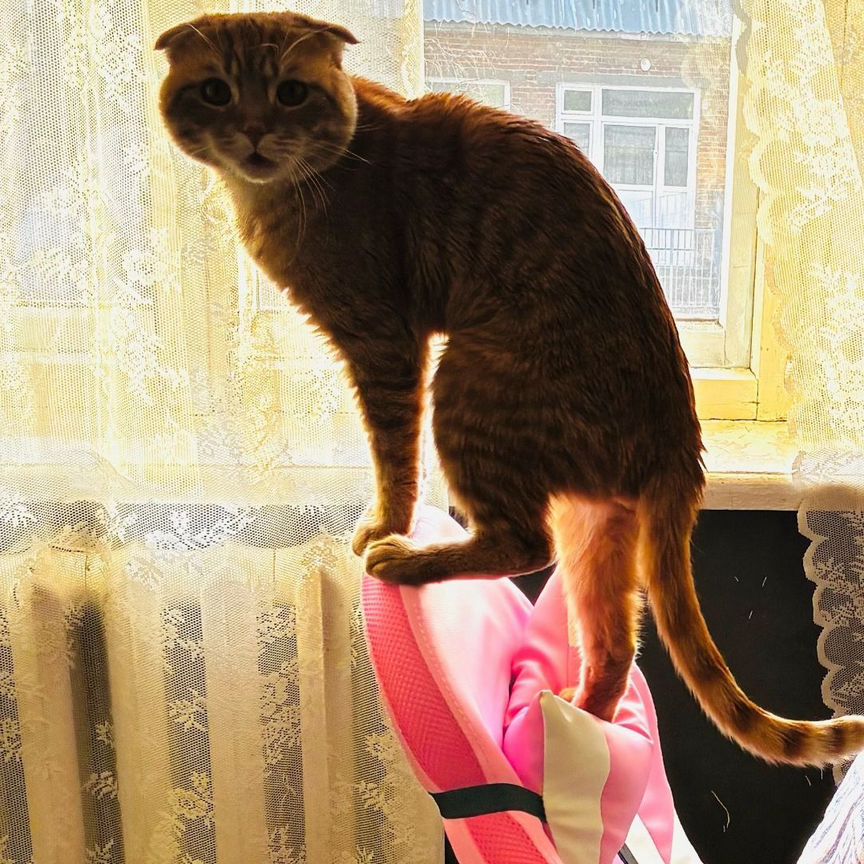 Шотландский вислоухий короткошёрстный, взрослый кот